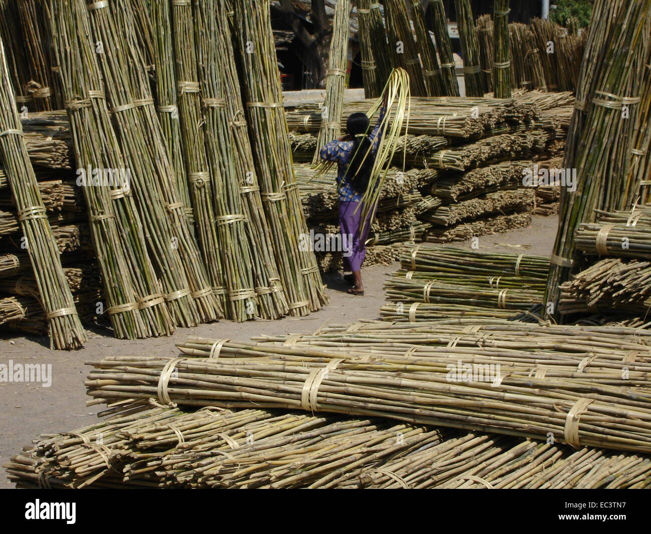 Bundles of Bamboo, Burma, Myanmar Stock Photo - Alamy
