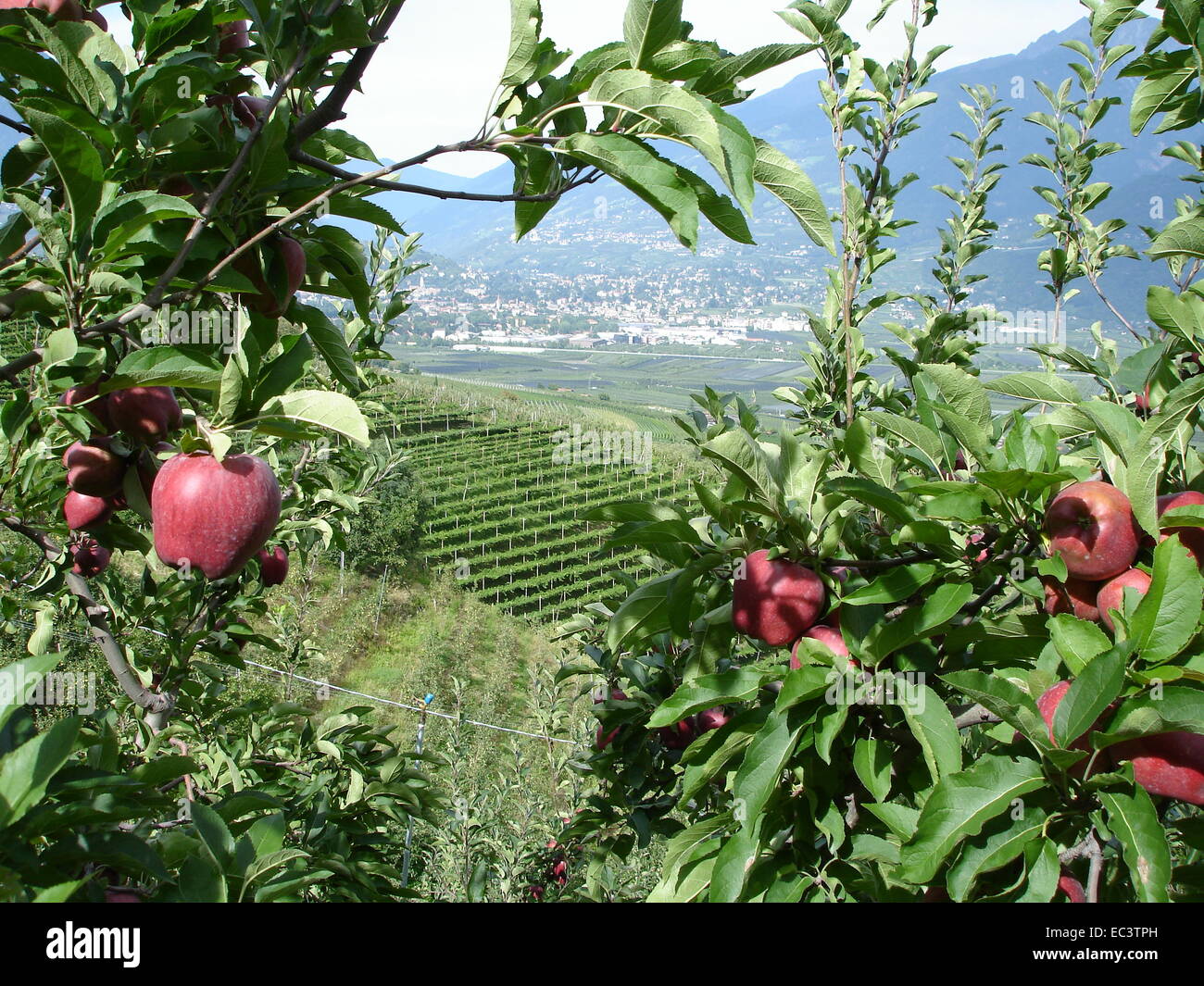 Appletree, in Background Mountain Landscape Stock Photo - Alamy