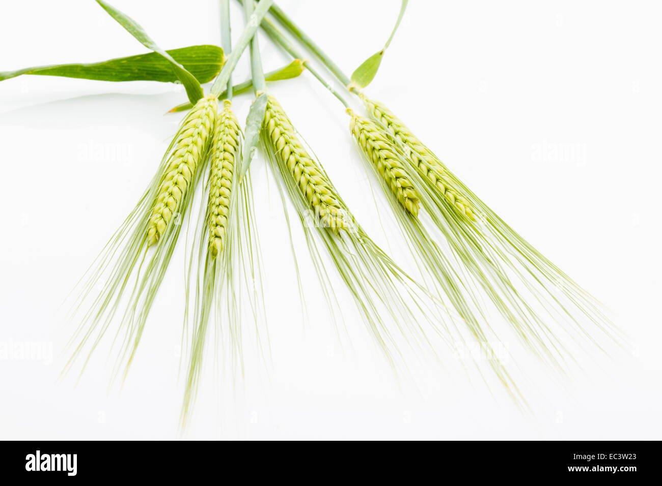 Wheat economy Cut Out Stock Images & Pictures - Alamy
