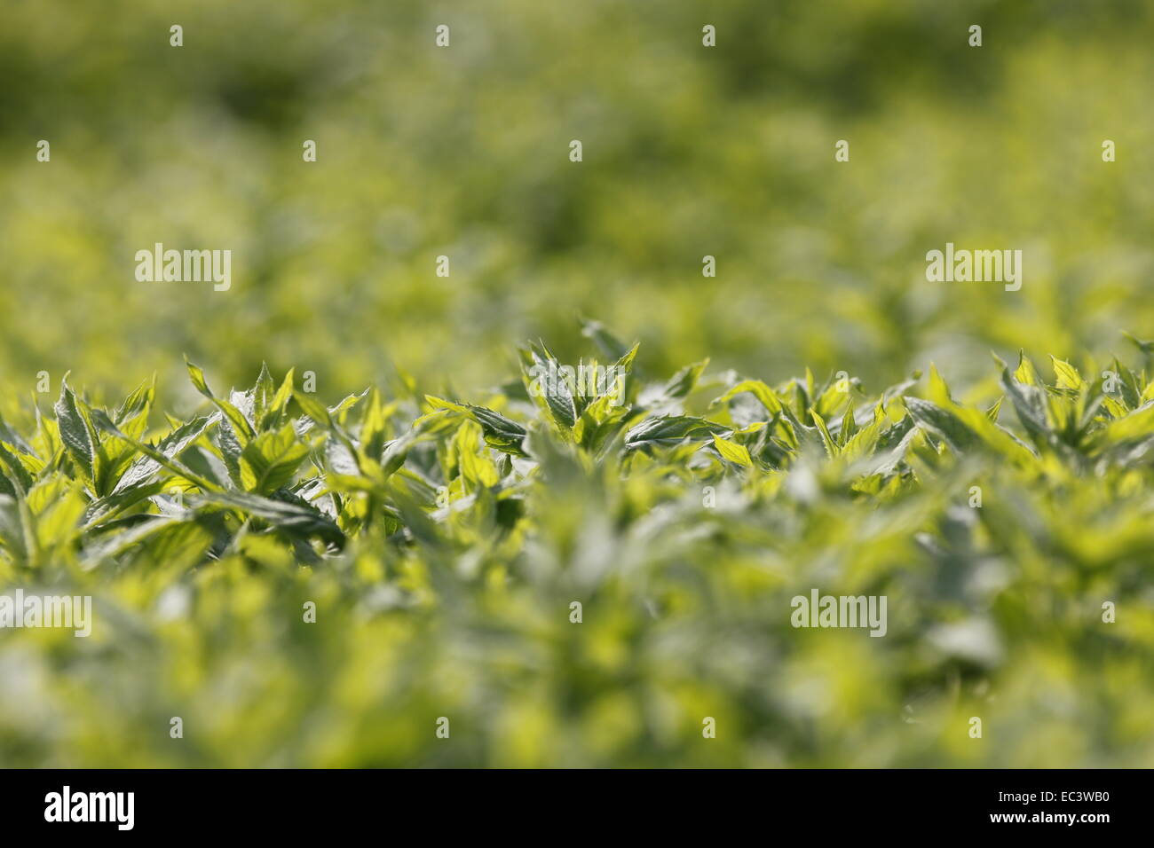 Field of mint Stock Photo - Alamy