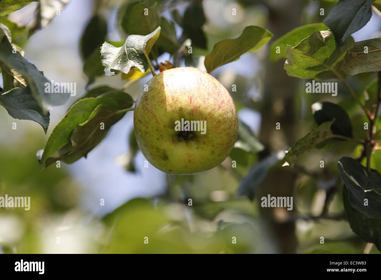 Appel trees hi-res stock photography and images - Alamy
