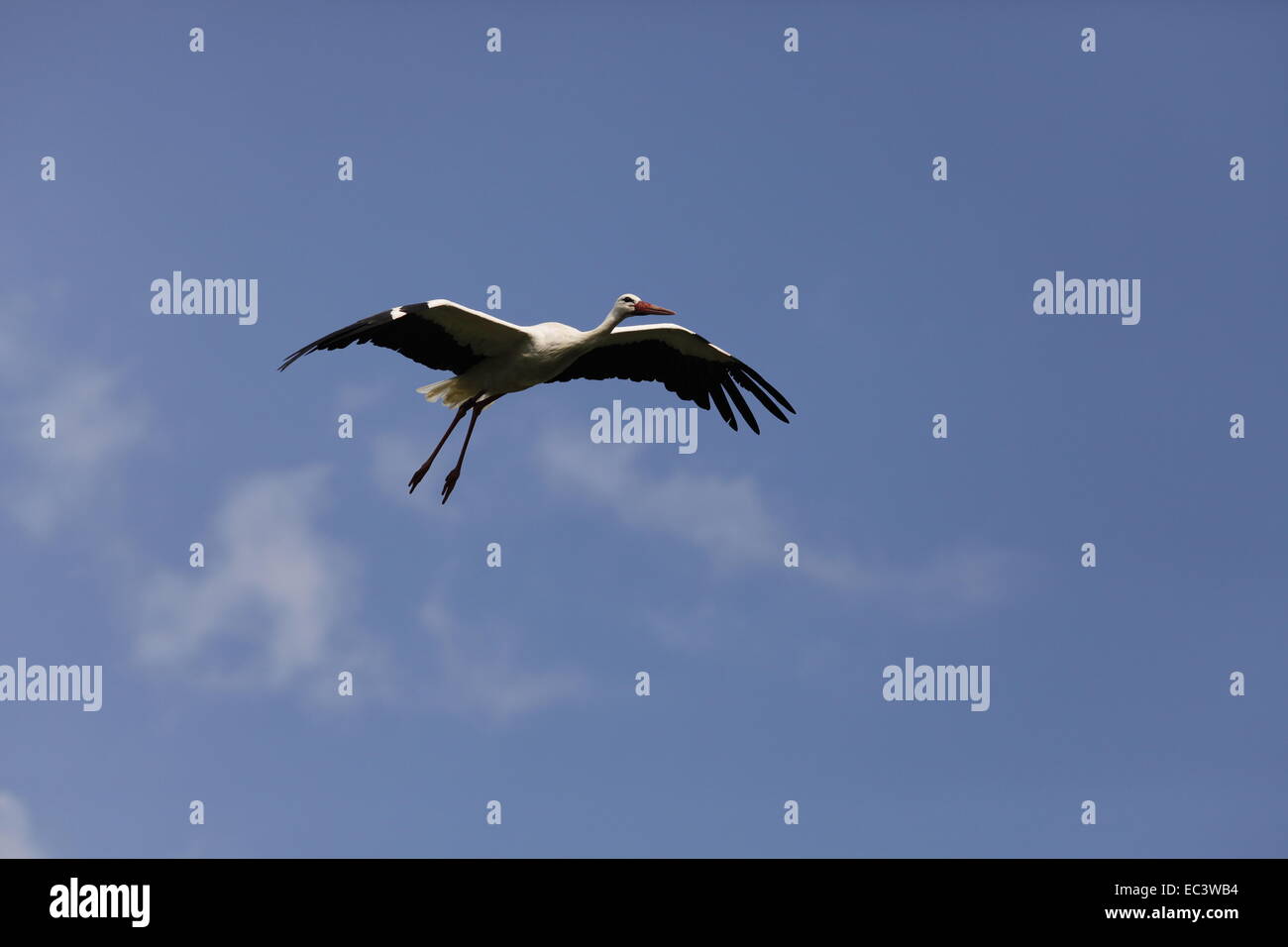 Flying stork with hi-res stock photography and images - Alamy