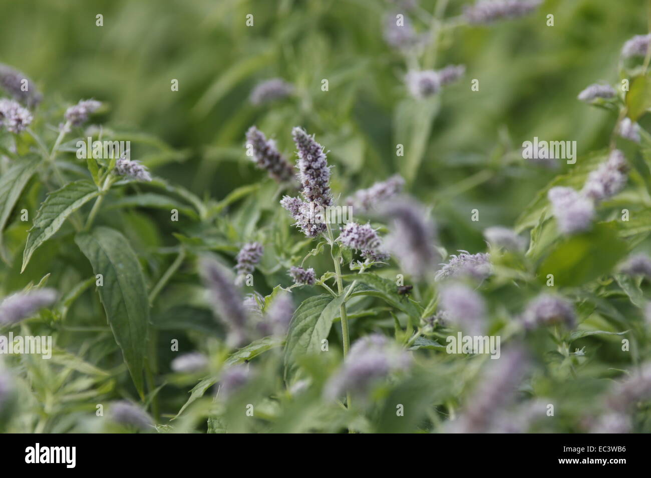 Mint flowering hi-res stock photography and images - Alamy