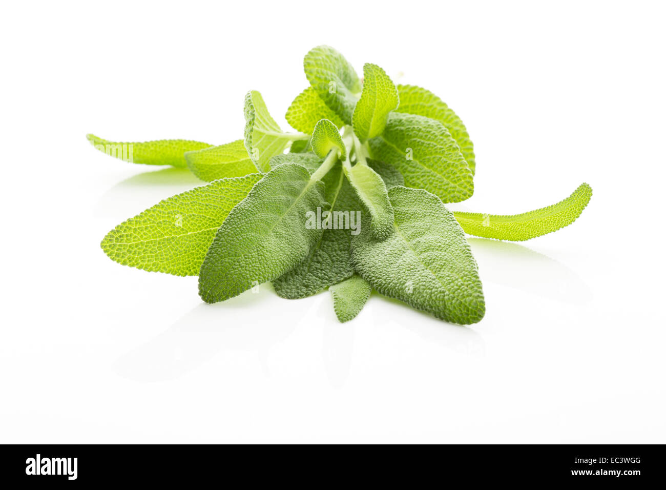 Close up bunch sage Cut Out Stock Images & Pictures - Alamy