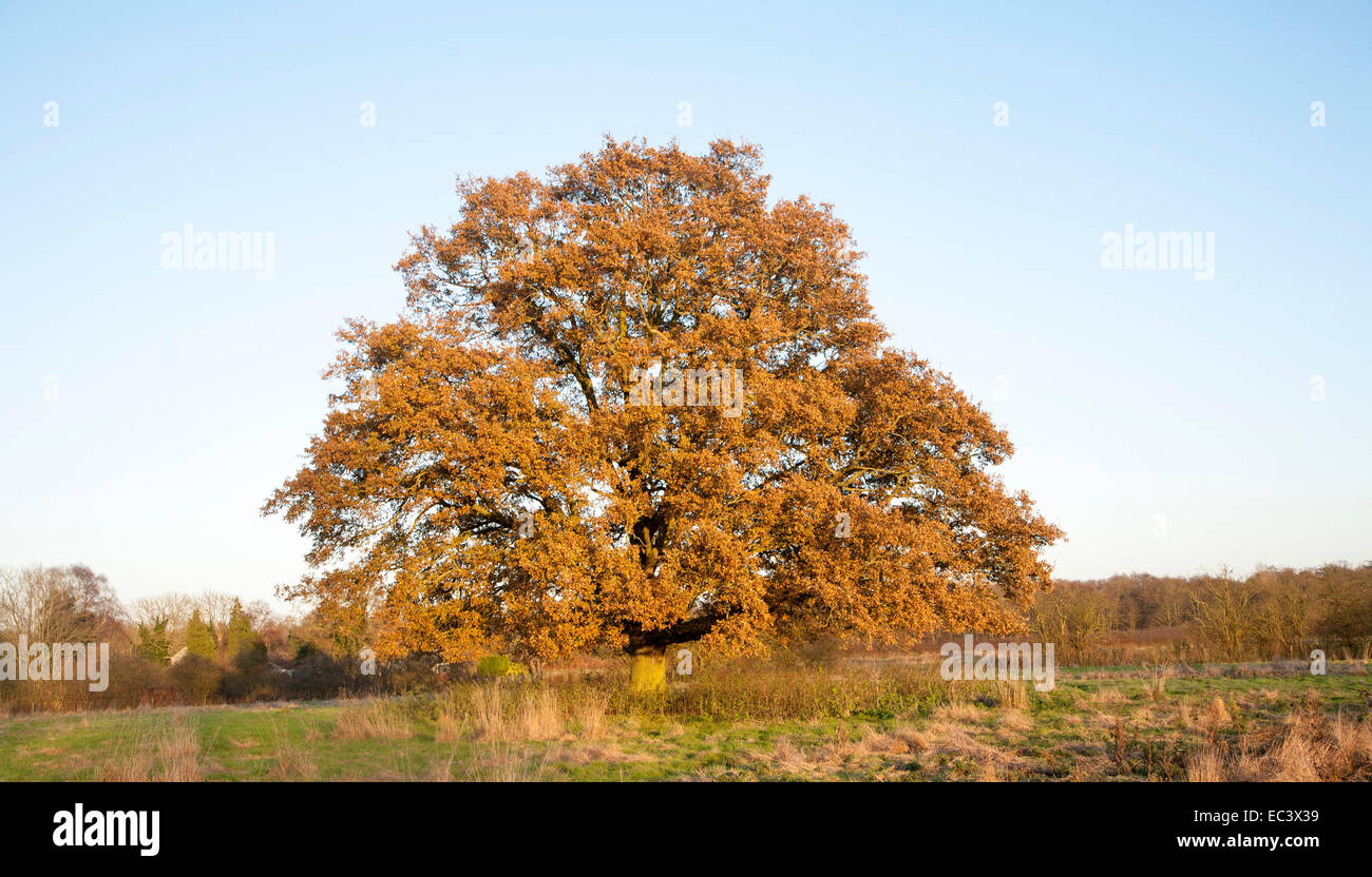 Single oak tree with golden brown leaves in winter early December ...