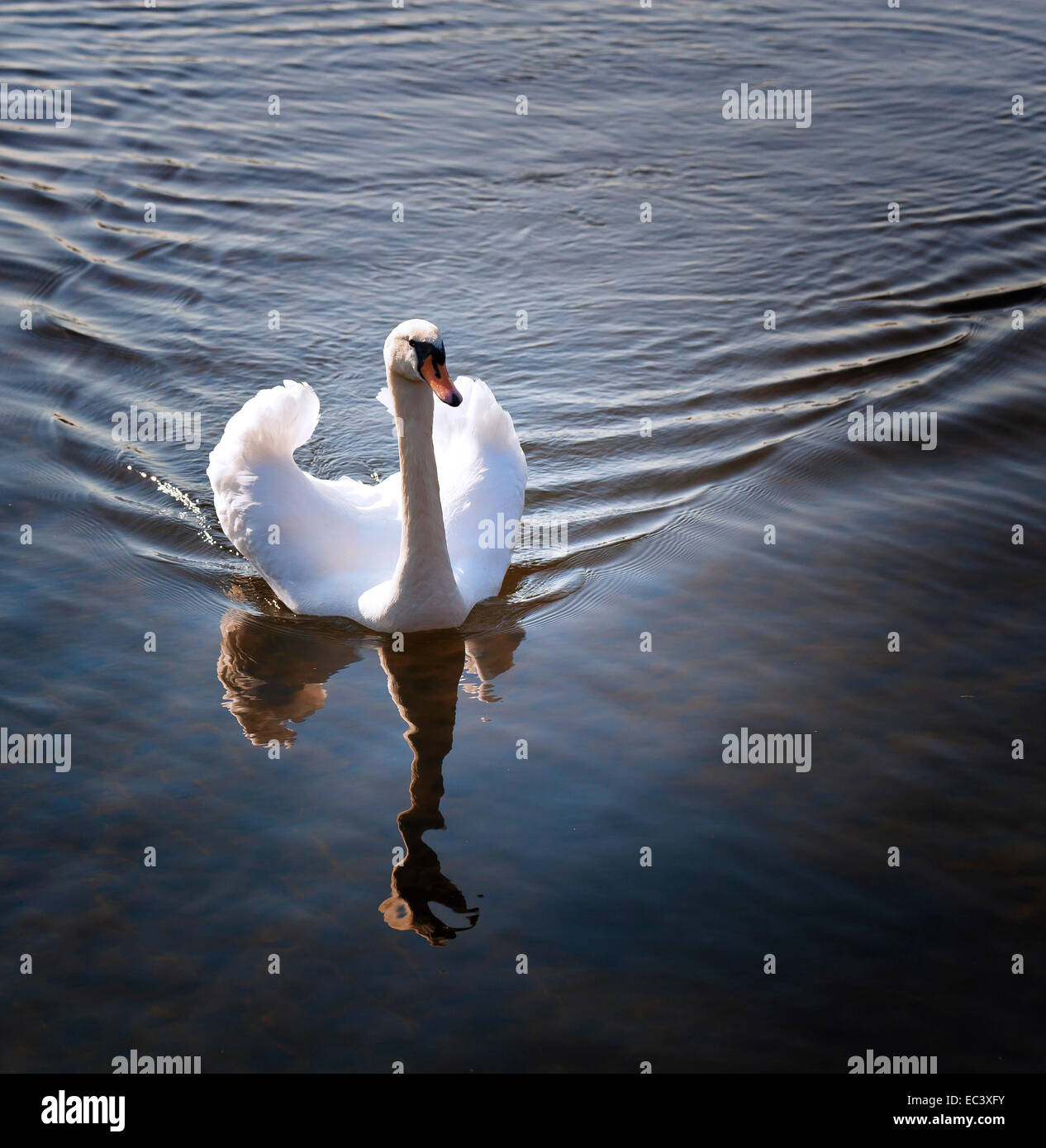 Swan swimming wings raised hi-res stock photography and images - Alamy