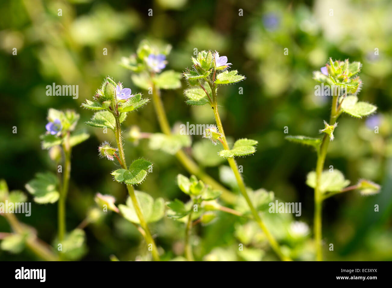 Veronica Leaves High Resolution Stock Photography and Images - Alamy