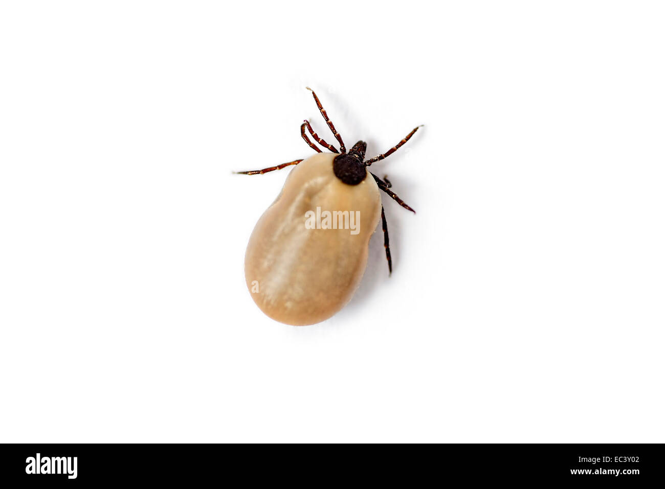 Tick tick Cut Out Stock Images & Pictures - Alamy