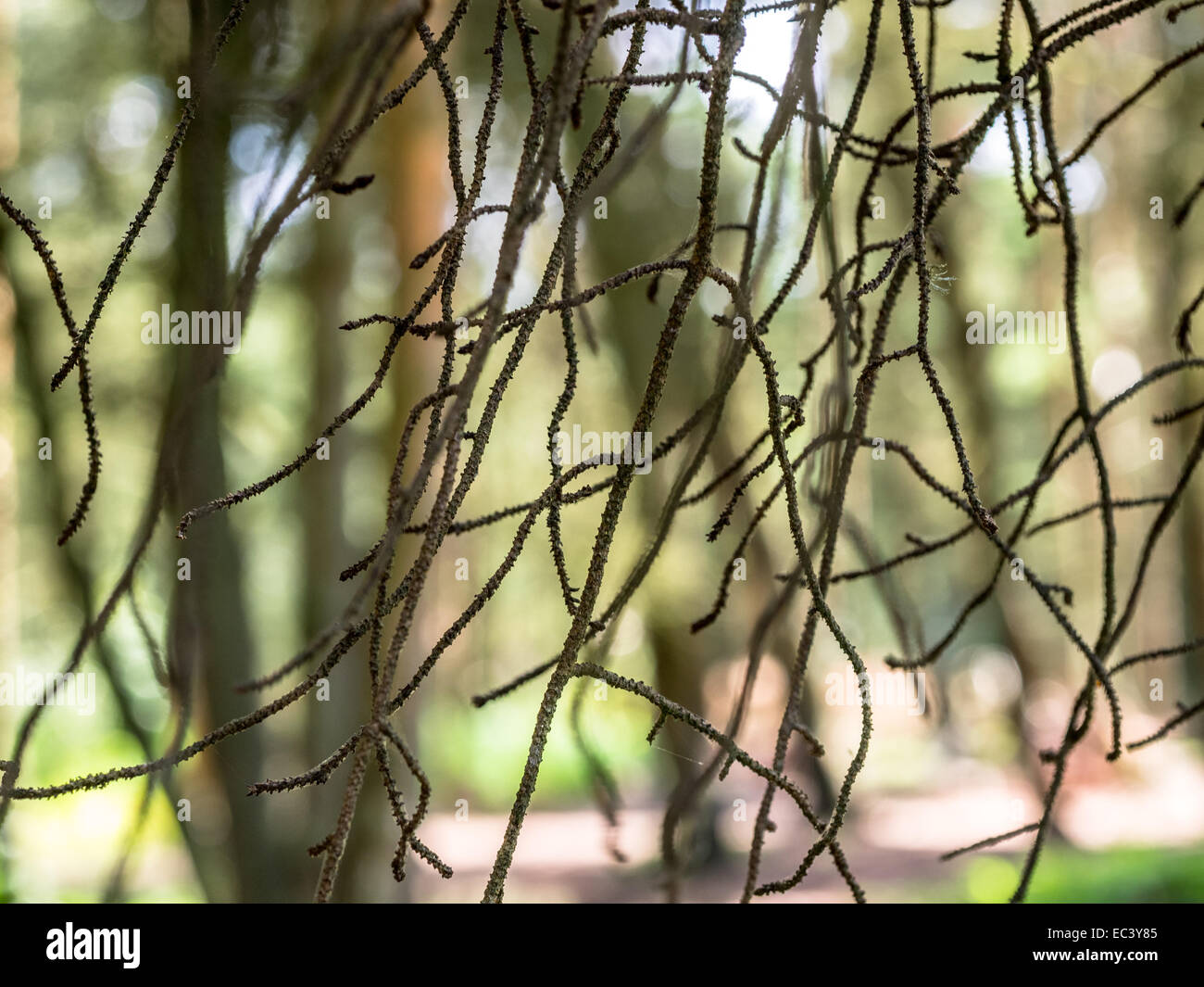 Forest twigs hi-res stock photography and images - Alamy