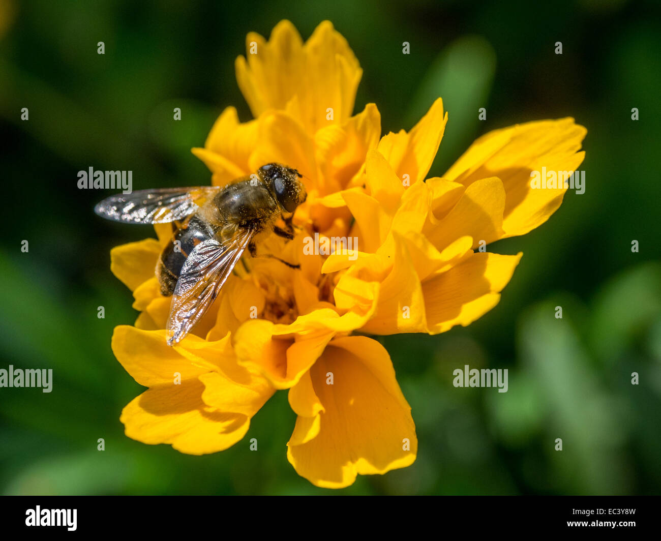 Coreopsis and Bee Stock Photo - Alamy