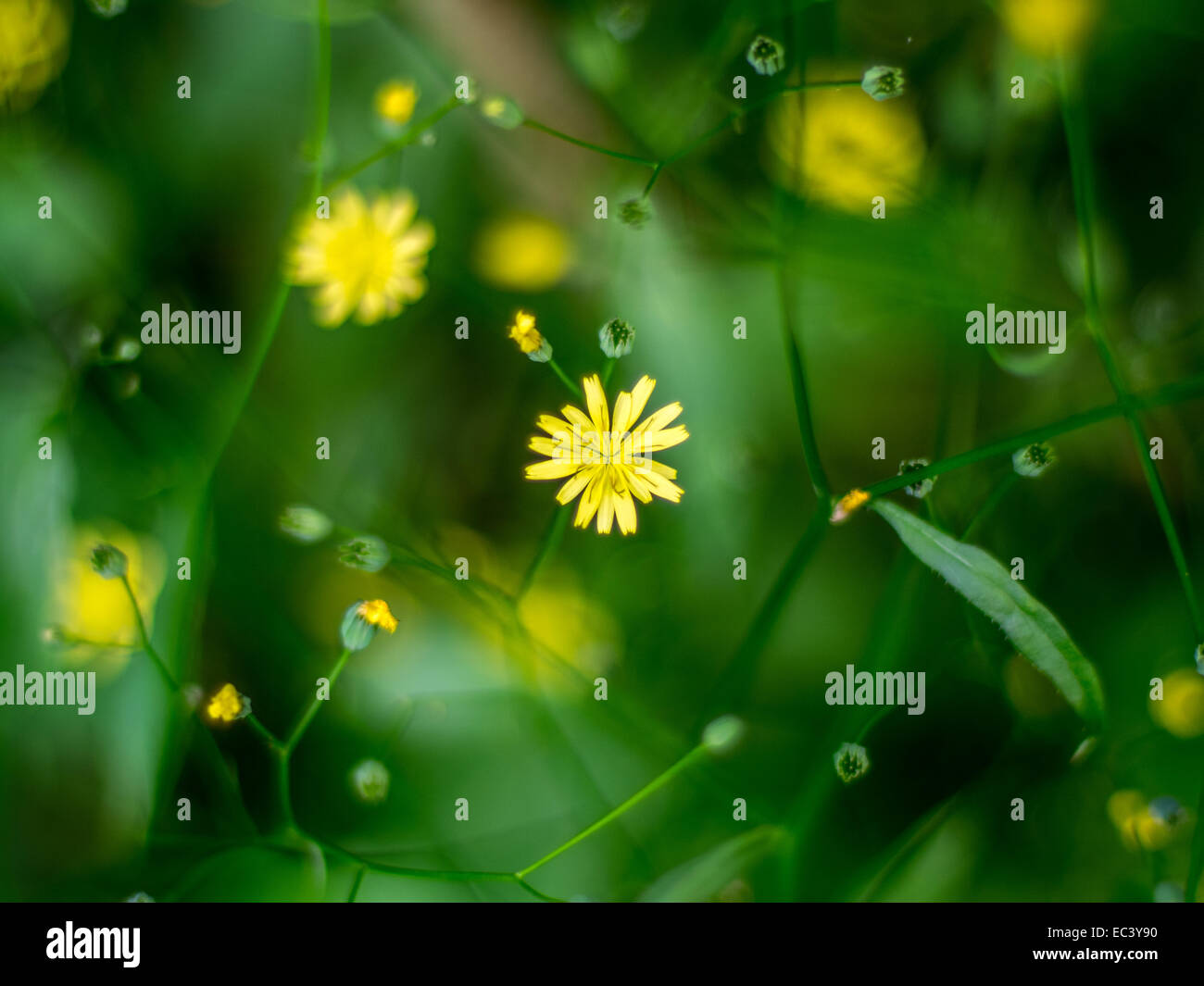 Fuzzy haze hi-res stock photography and images - Alamy