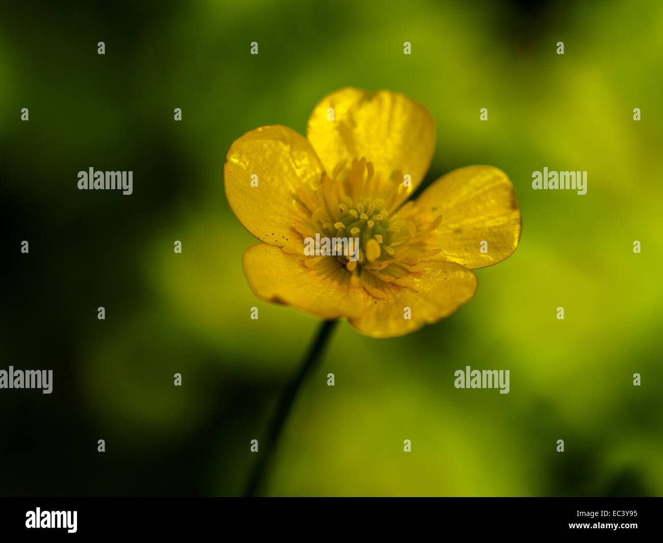 Buttercup yellow flower hi-res stock photography and images - Alamy
