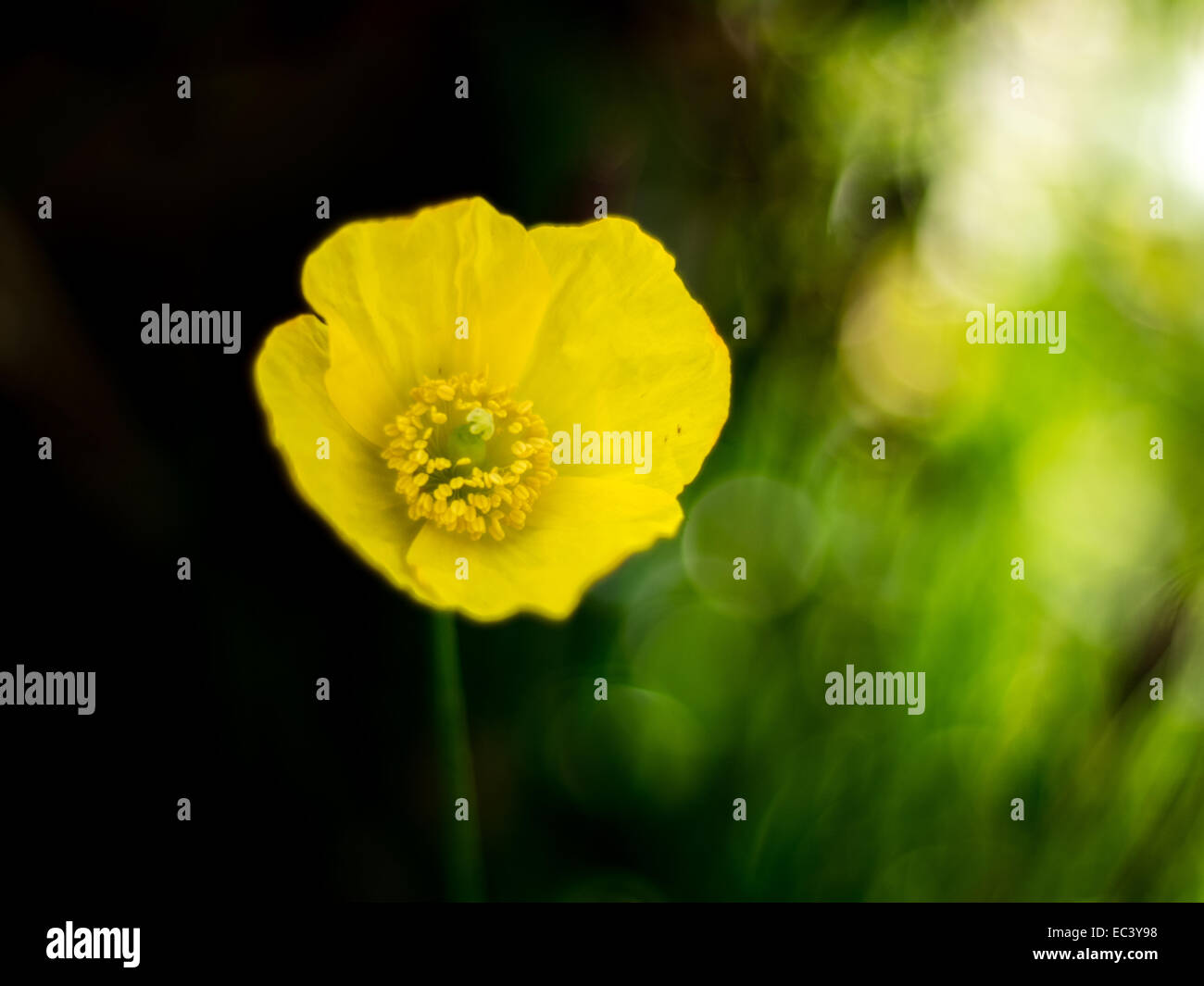 Yellow poppy hi-res stock photography and images - Alamy