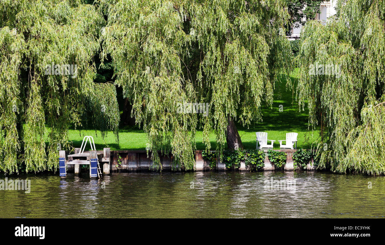 Real weeping graze hi-res stock photography and images - Alamy