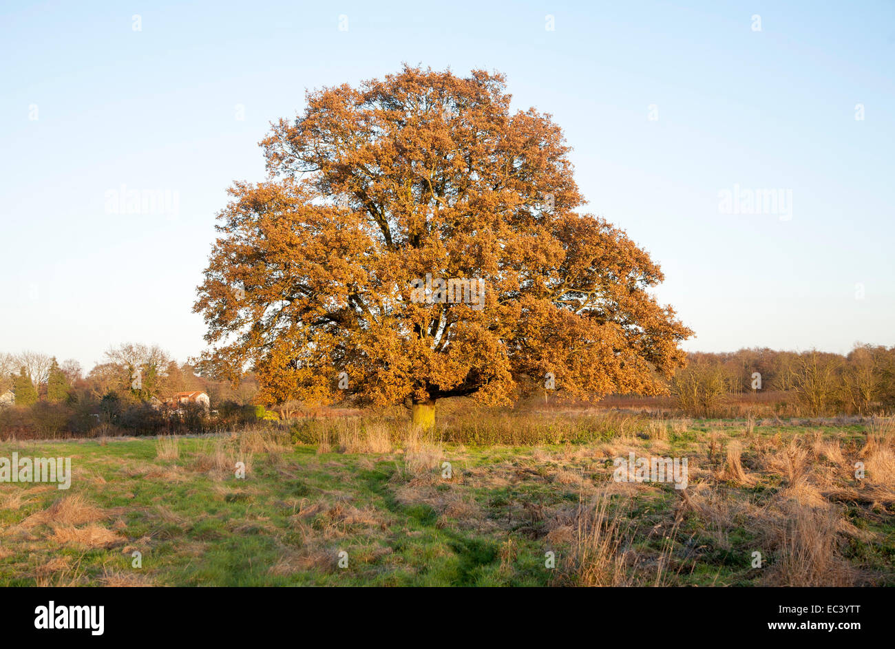 Golden oak tree hi-res stock photography and images - Alamy