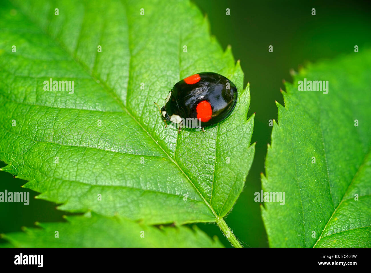 Two spotted ladybug hi-res stock photography and images - Alamy