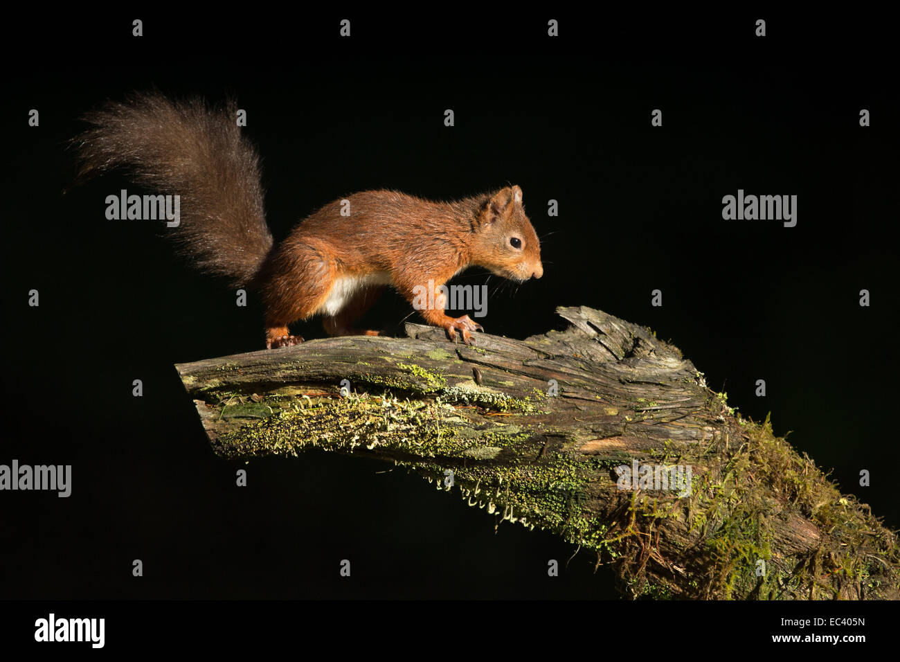 Red Squirrel in summer coat on branch against dark woodland backdrop ...