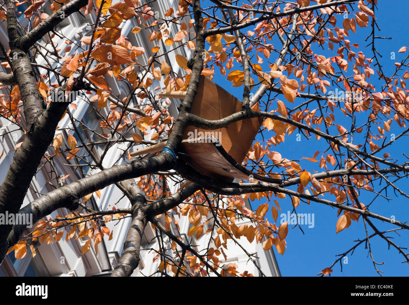 Wooden chair in a tree Stock Photo - Alamy