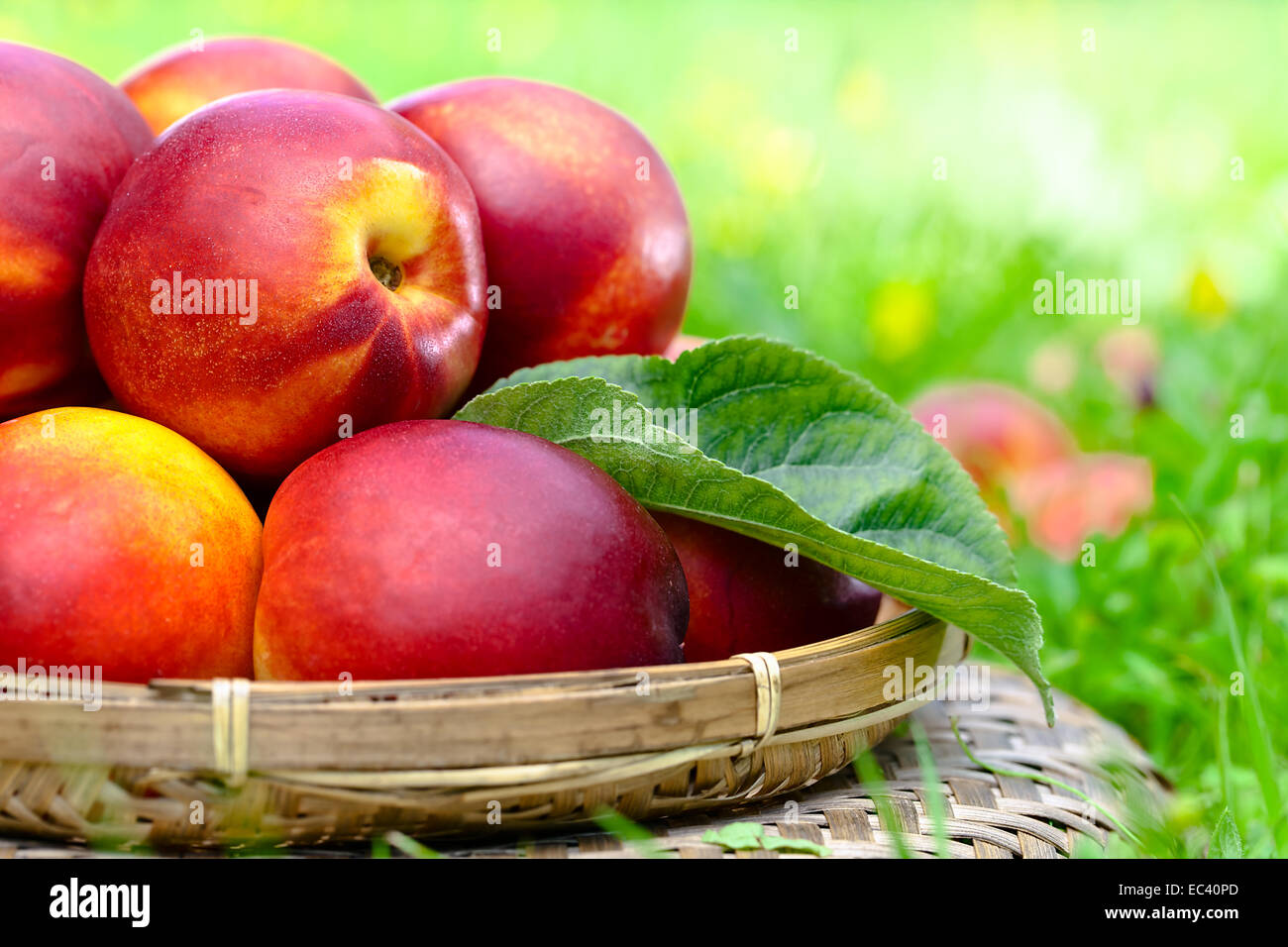 ripe nectarines on a grass in garden Stock Photo - Alamy