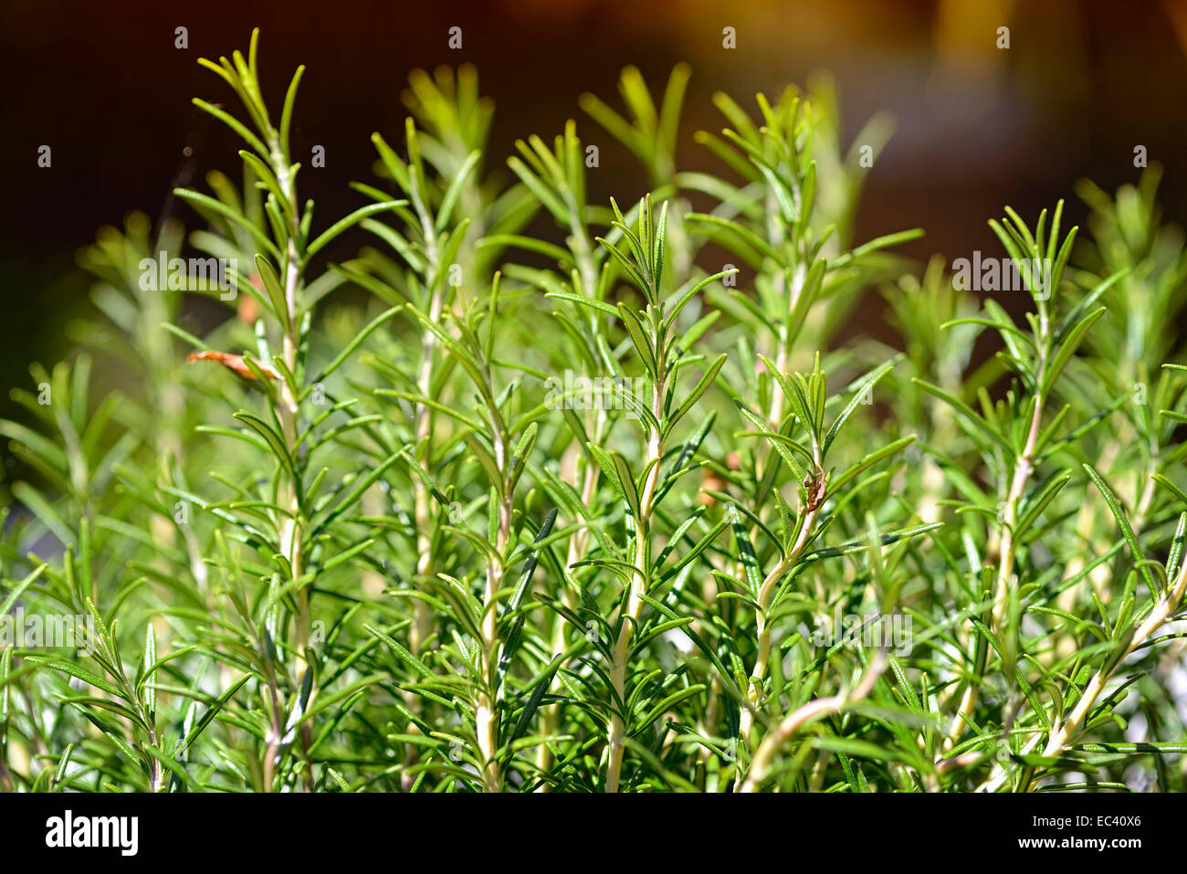 Plants rosmarinus hi-res stock photography and images - Alamy
