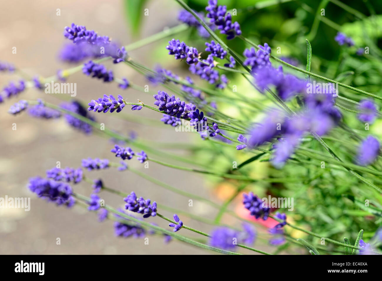 Real lavender lavandula angustifolia hi-res stock photography and ...