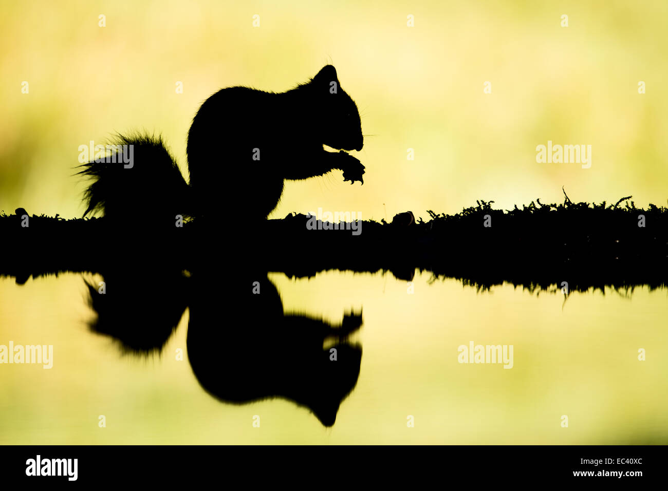 Red Squirrel Silhouette and Reflection in woodland pool Stock Photo - Alamy