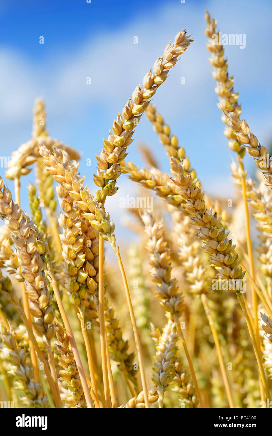 Triticum cereals hi-res stock photography and images - Alamy