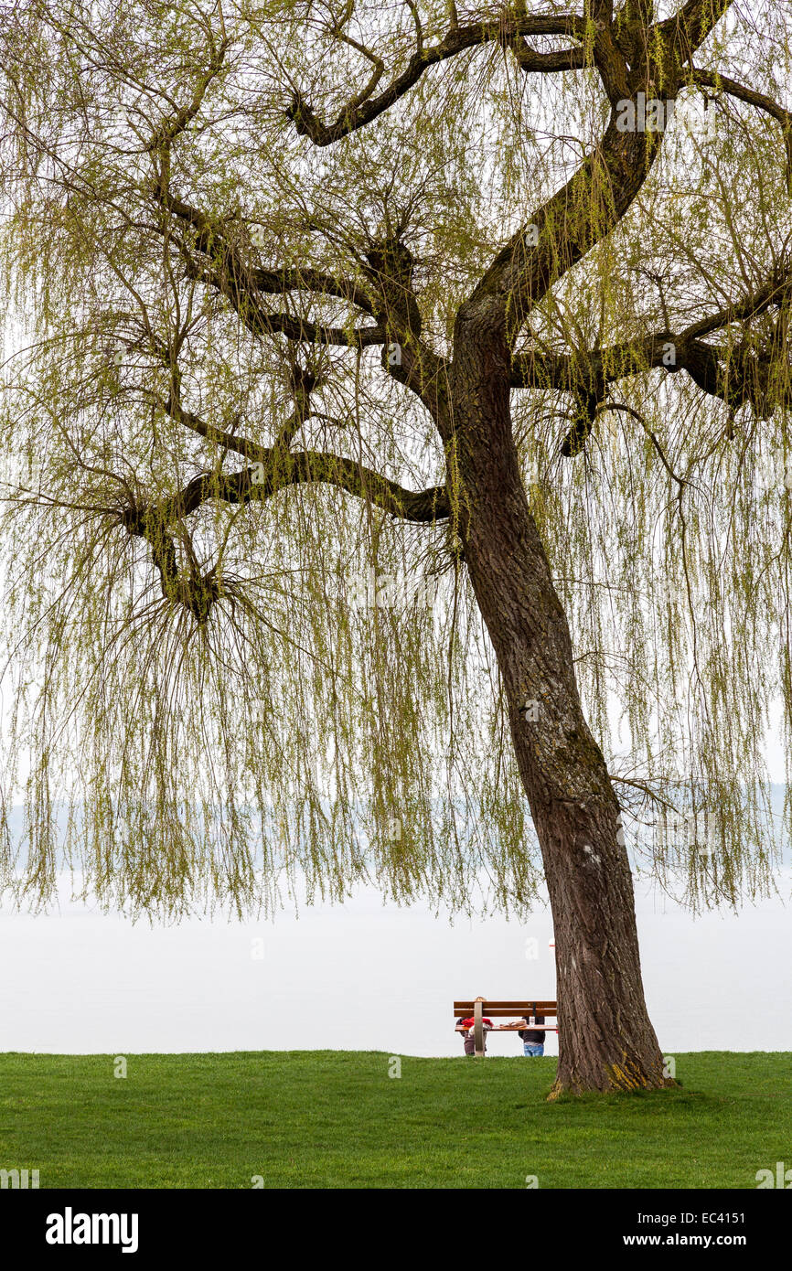 Spring willow tree painting hi-res stock photography and images - Alamy