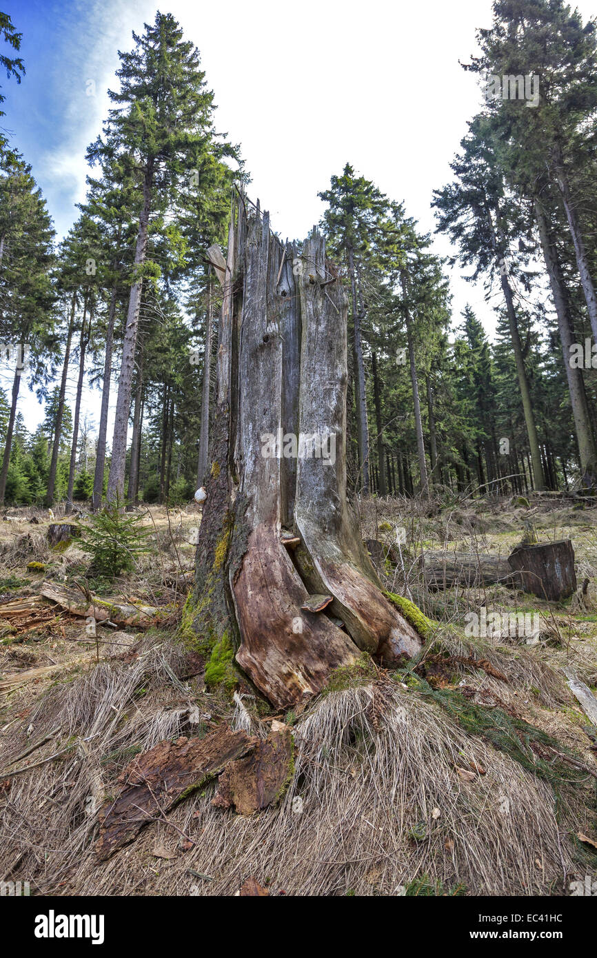 Tree grubbing up hi-res stock photography and images - Alamy