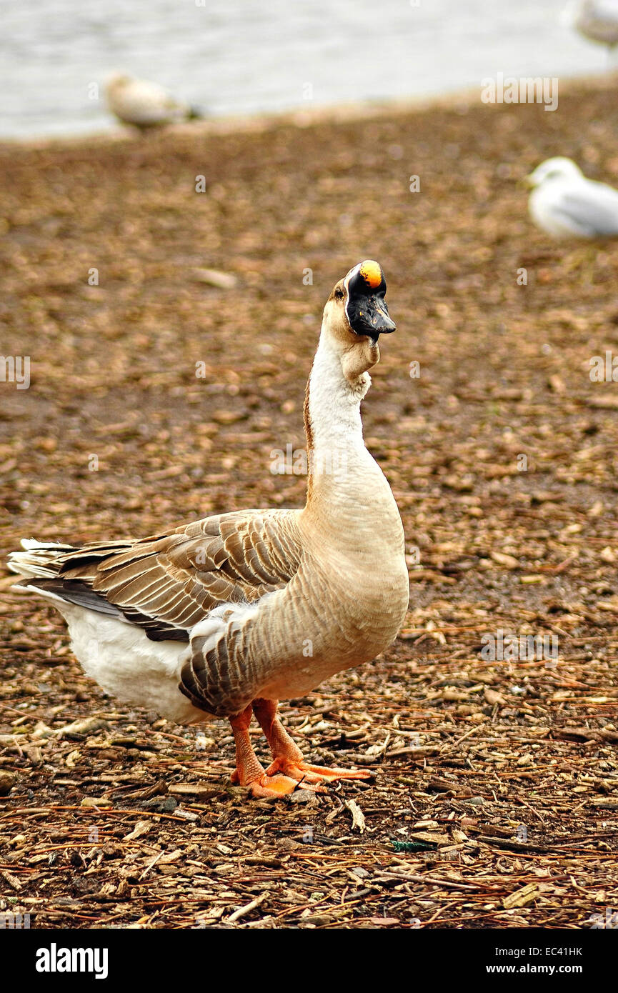 Gooses birds hi-res stock photography and images - Alamy