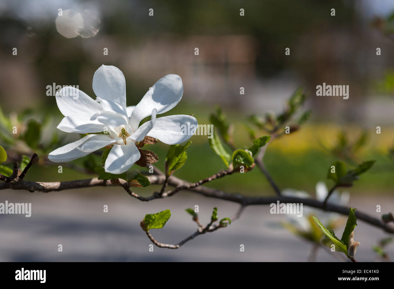 Inflorescence form hi-res stock photography and images - Alamy