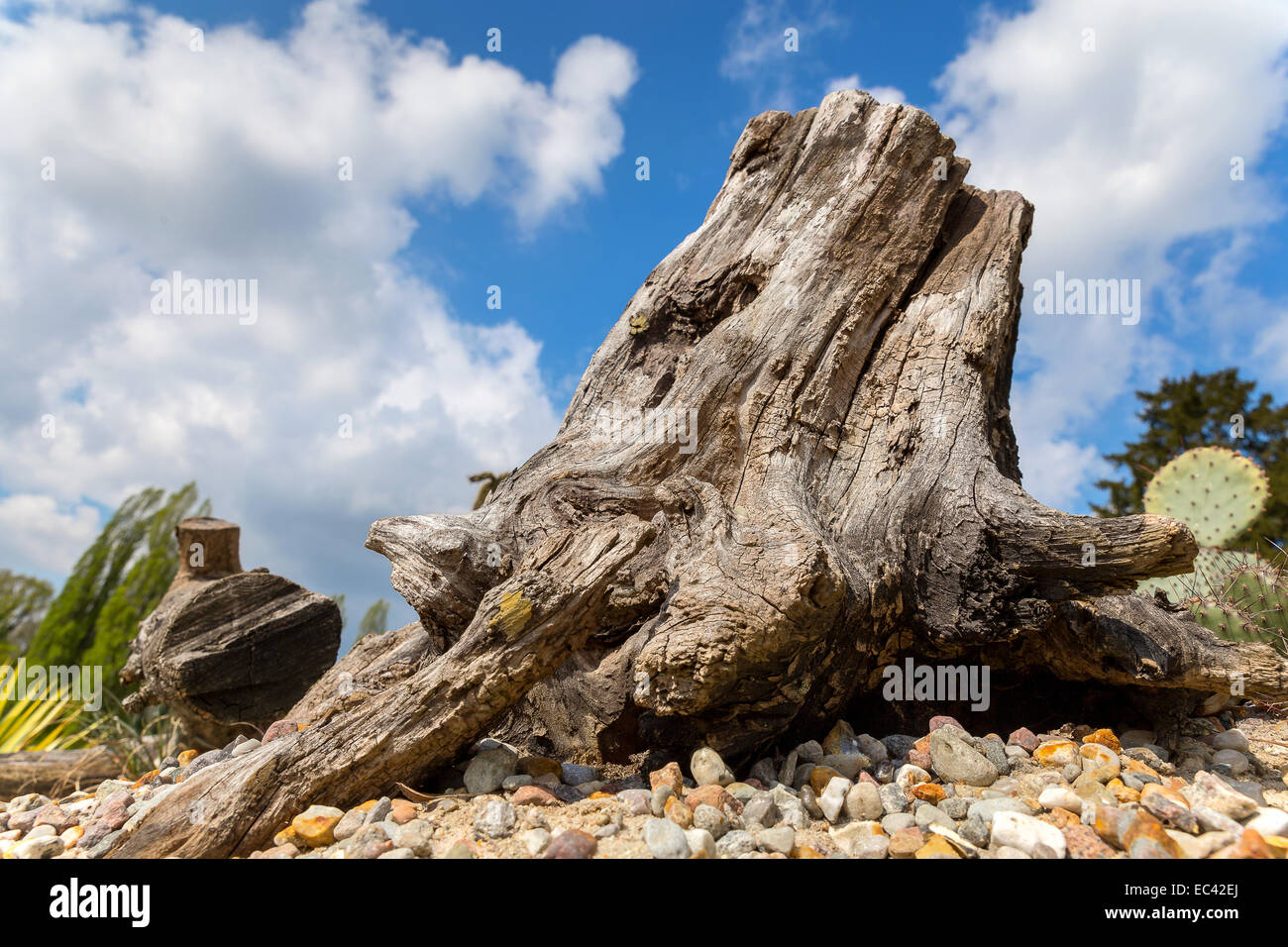 Branching trunk hi-res stock photography and images - Alamy