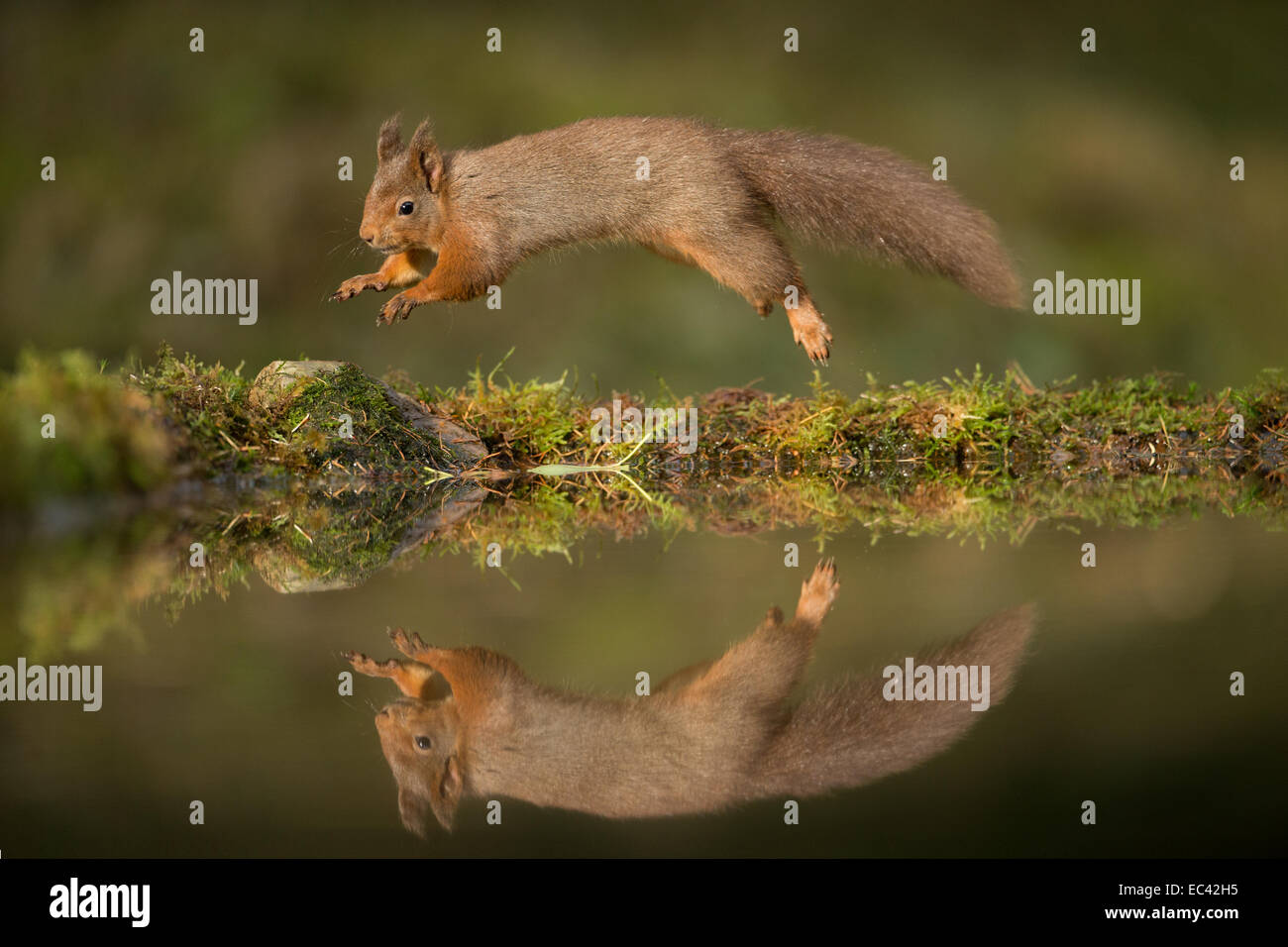 Red Squirrel running along edge of woodland pool with reflection ...