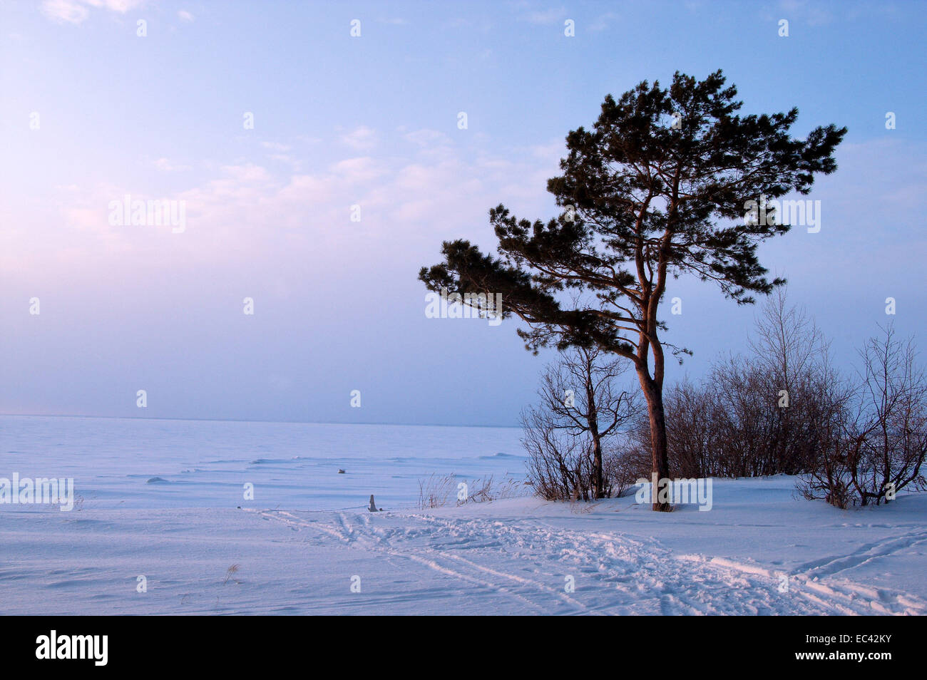 Winter Landscape with single Tree Stock Photo - Alamy