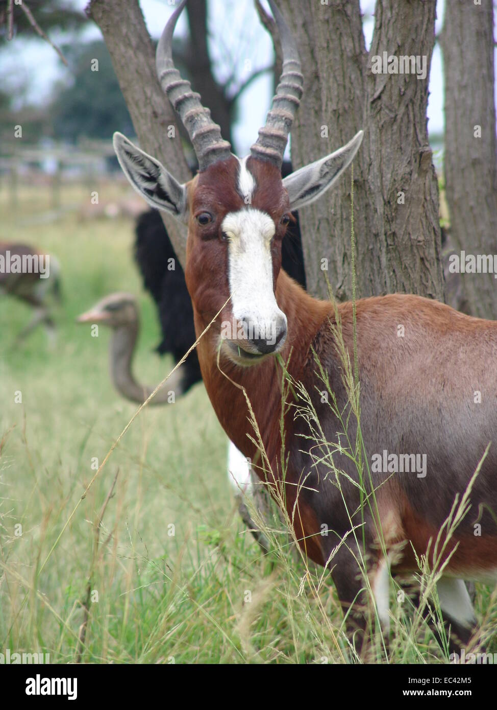 Bontebok habitat hi-res stock photography and images - Alamy