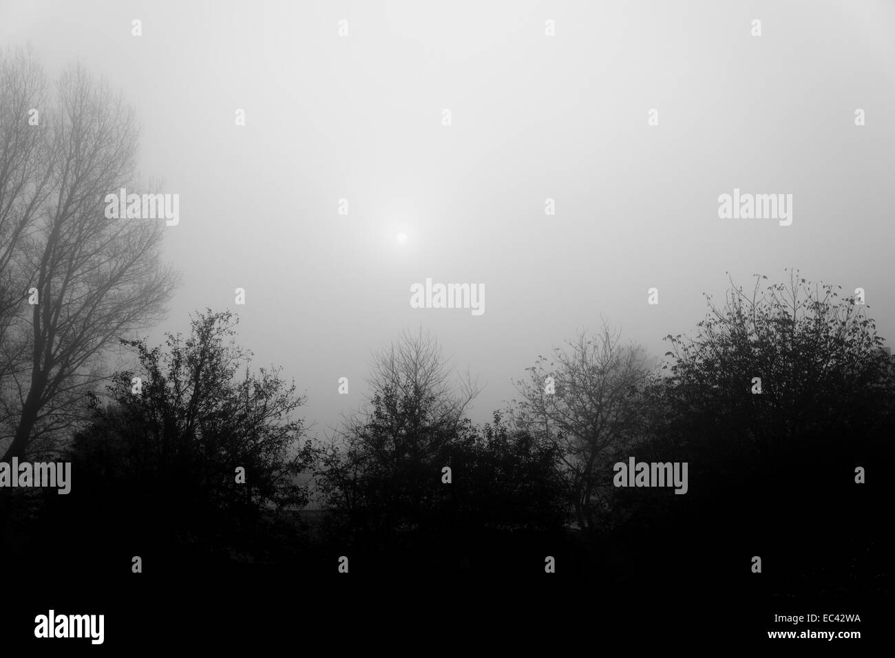 top of trees and sun behind the fog Stock Photo - Alamy