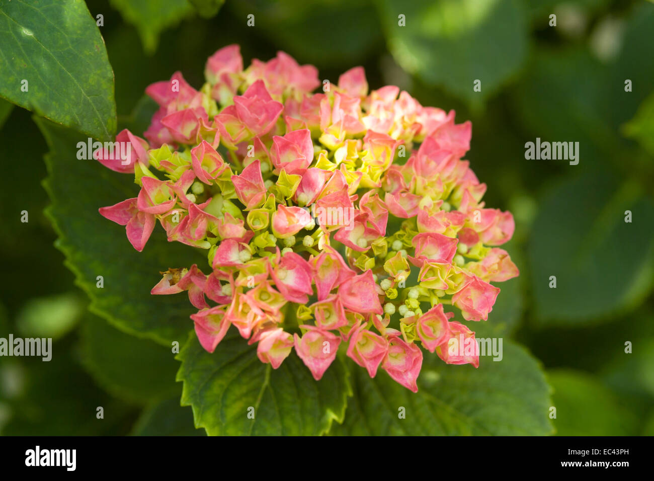 Hydrangea night hi-res stock photography and images - Alamy