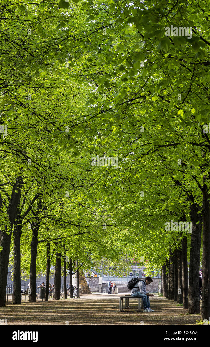 Shady linden tree hi-res stock photography and images - Alamy