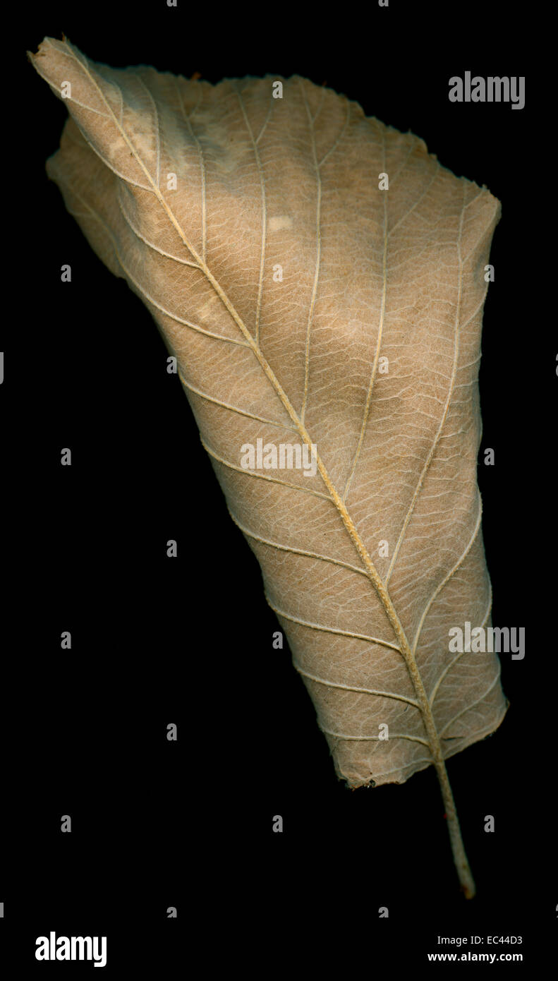 Flaccid leaf hi-res stock photography and images - Alamy