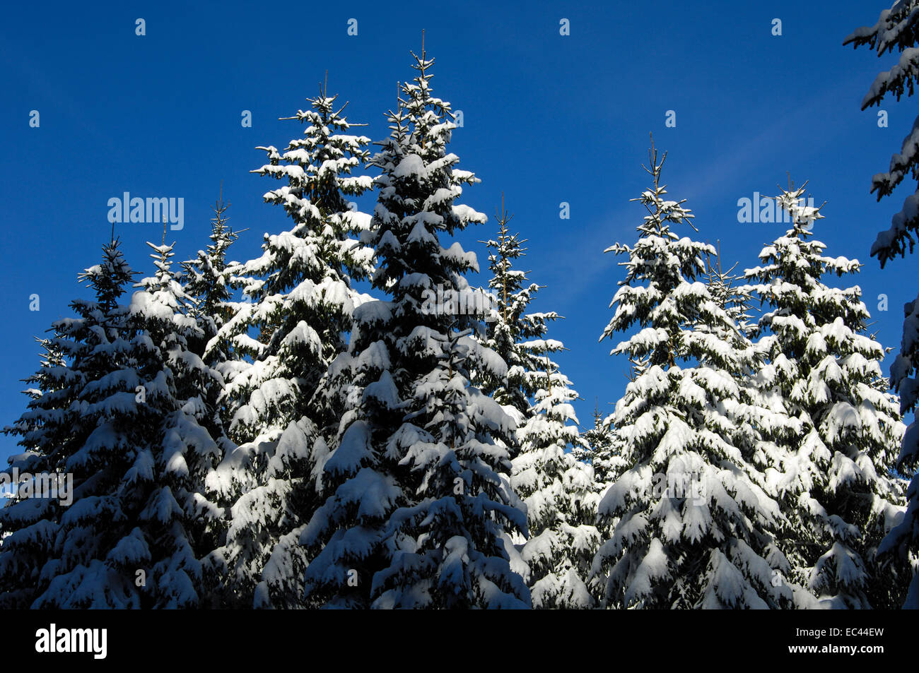 Winter landscape with snow covered forest Stock Photo - Alamy