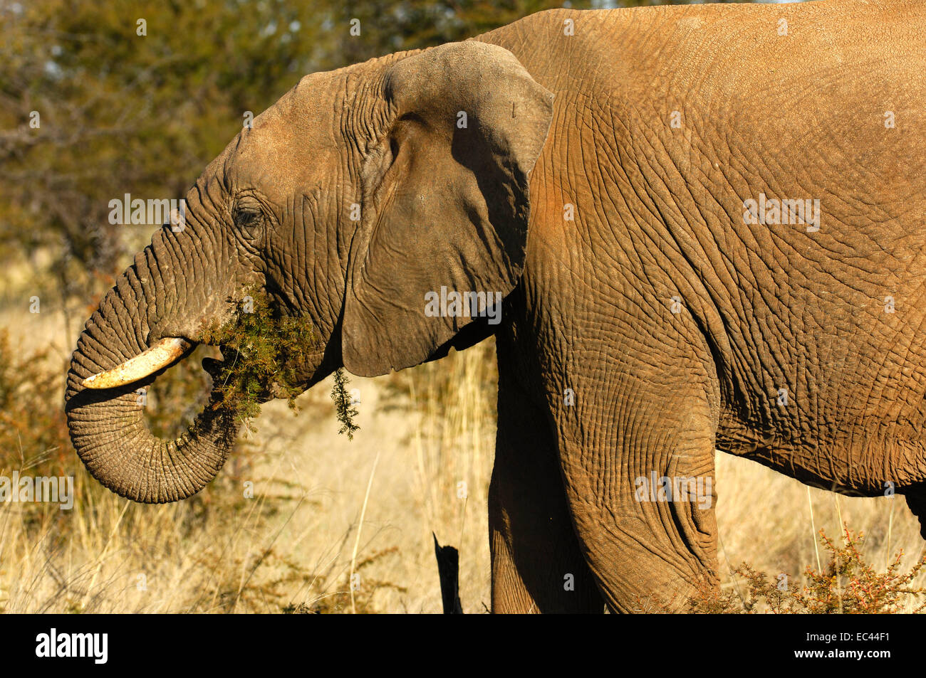 Thorn bush savanna hi-res stock photography and images - Alamy