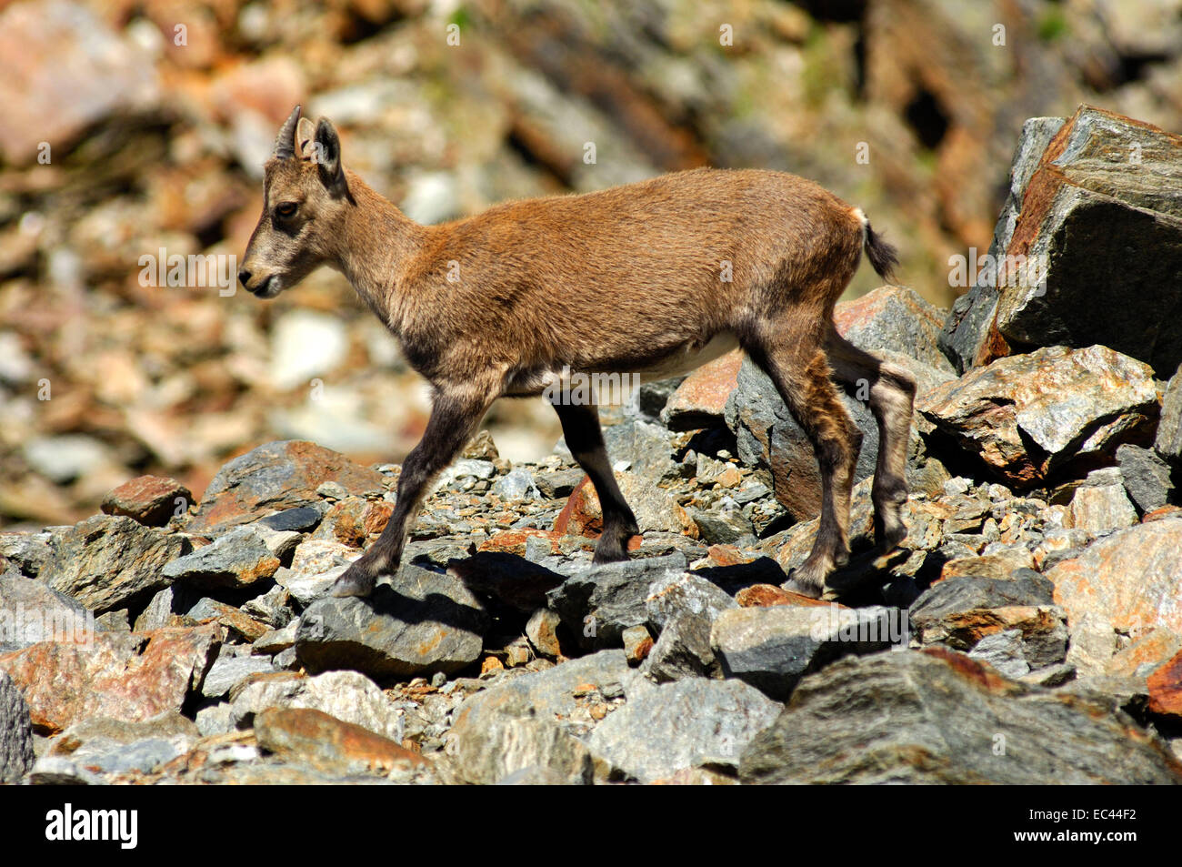 Young Alpine ibex Stock Photo - Alamy