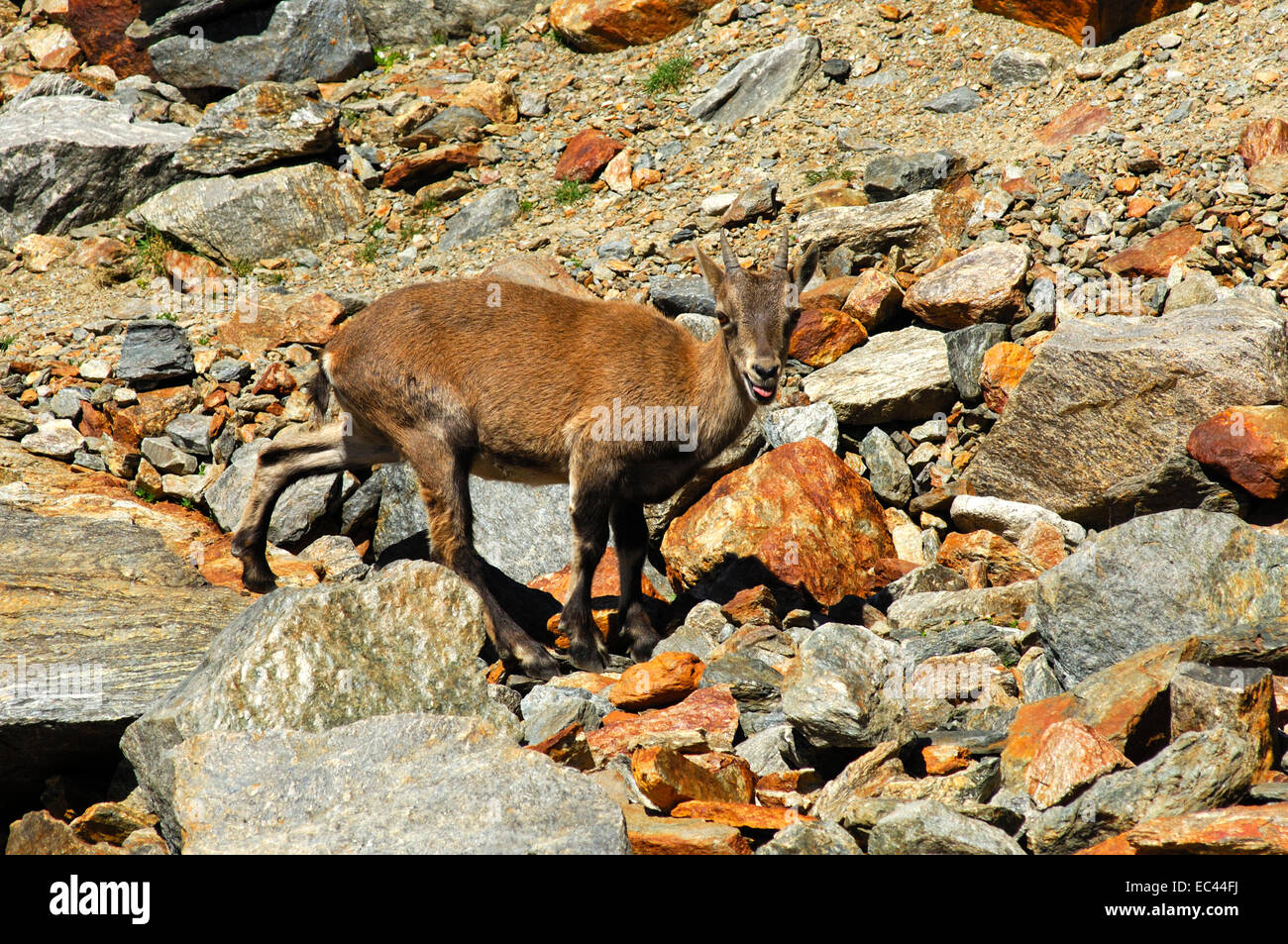 Young Alpine ibex Stock Photo - Alamy