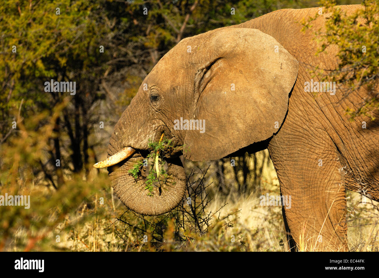 African Elephant foraging in the bush, Africa Stock Photo - Alamy