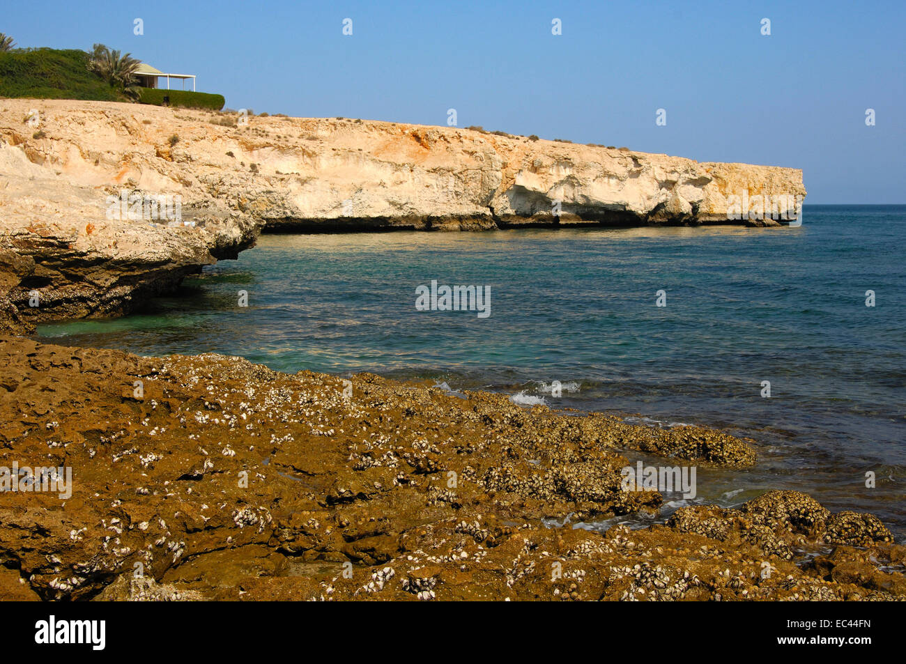 Lime rock cliff at the bank of the Gulf of Oman, Sultanate of Oman ...