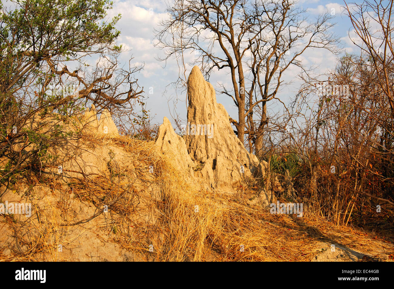 Termite mound in the African savanna, Africa Stock Photo - Alamy