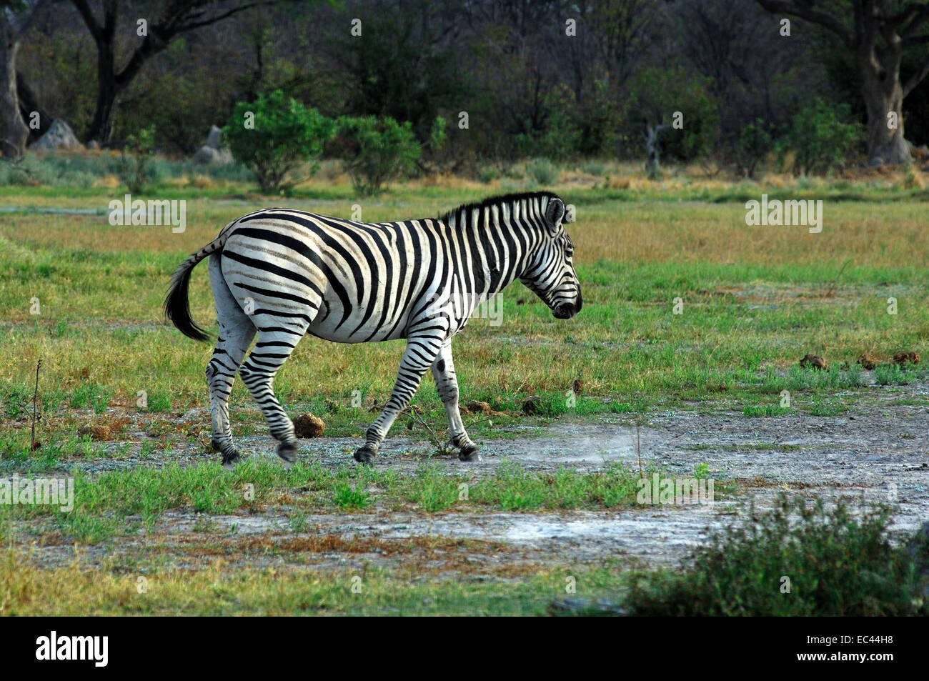 Zebra in teh savanna, National park, Africa Stock Photo - Alamy