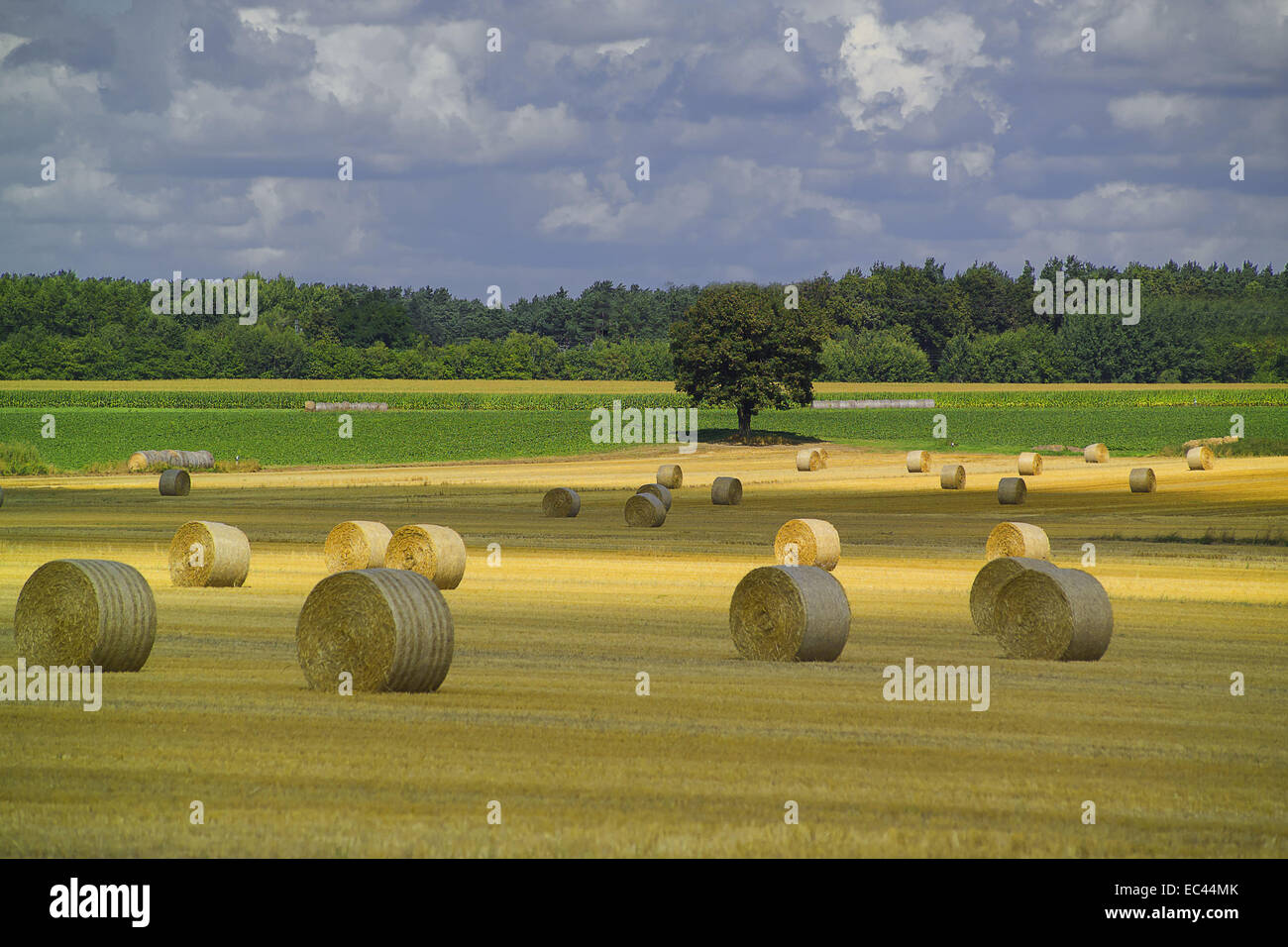 Straw forests hi-res stock photography and images - Alamy