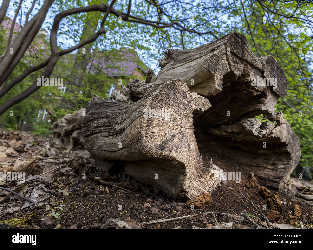 rotten tree stump Stock Photo - Alamy