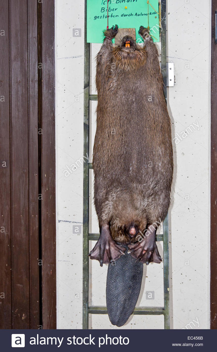 Dead Body Warning Stock Photos & Dead Body Warning Stock Images - Alamy